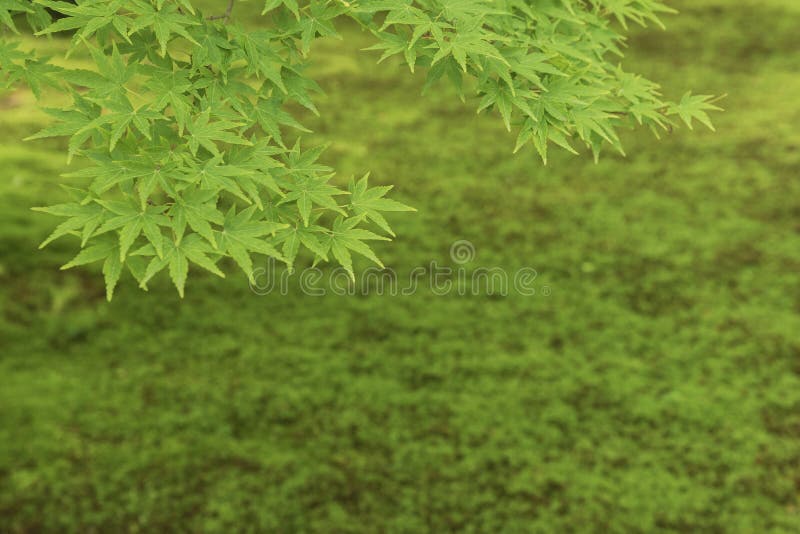 Green maple leaf stock image. Image of pattern, maple - 144242123