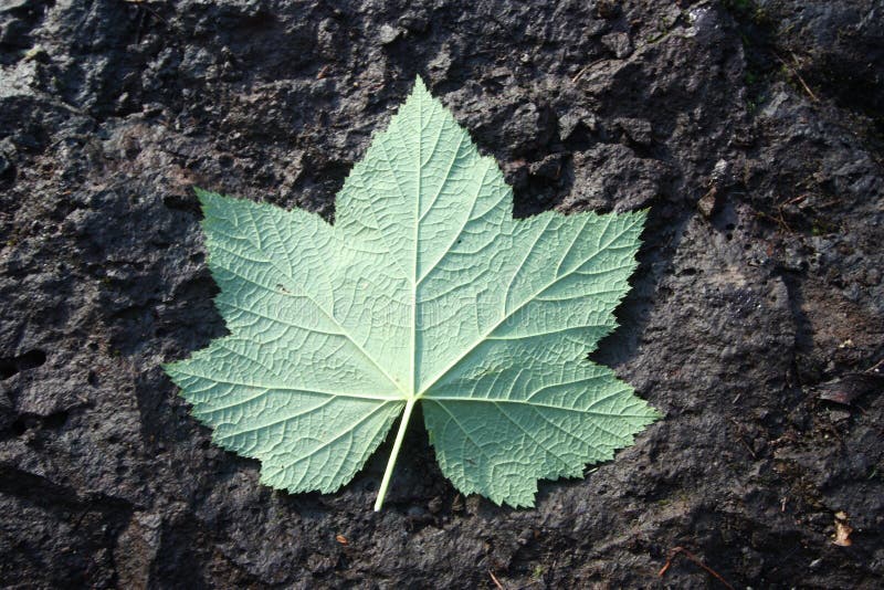 A Symbol of Canada a Maple Leaf on Rocks. Stock Photo - Image of rocks ...