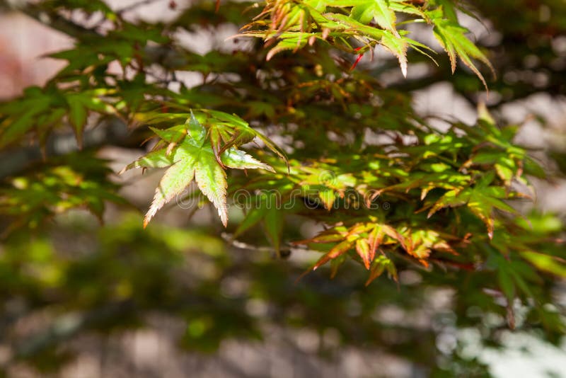 Green Maple Leaf., Three Maple Leaves Have Changed Color in Fall Stock ...