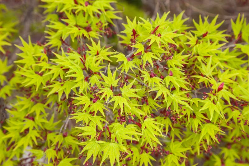 Green Maple Leaf., Three Maple Leaves Have Changed Color in Fall Stock ...