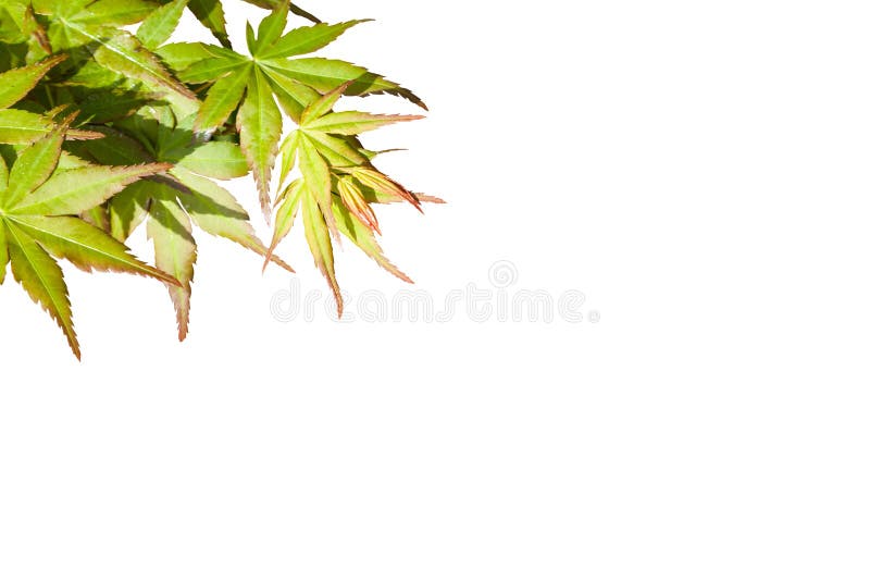 Green Maple Leaf., Three Maple Leaves Have Changed Color in Fall Stock ...