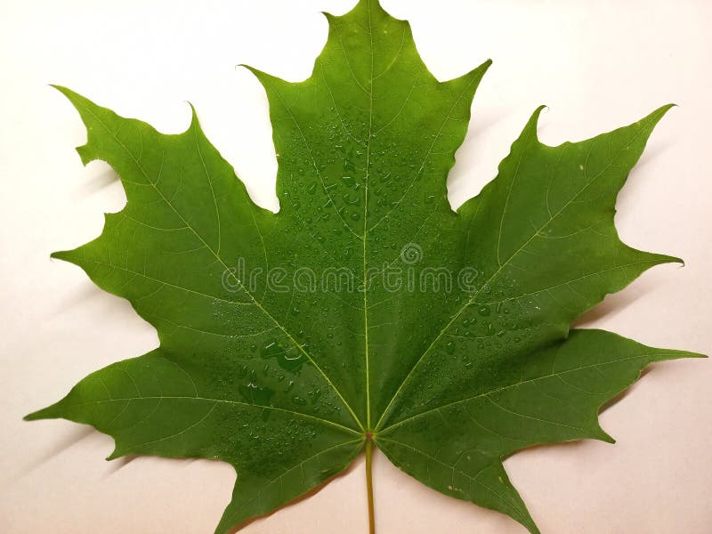 Maple leaf and water drops stock photo. Image of greenery - 19432048