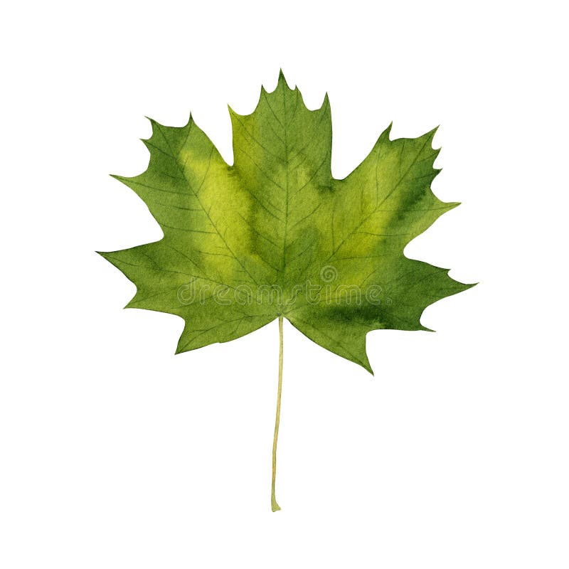Painted Maple Leaf Stock Illustrations – 3,139 Painted Maple Leaf Stock ...