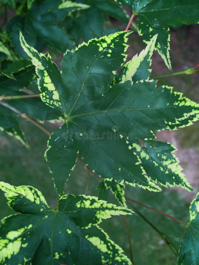 Green maple leaf stock image. Image of leaf, edges, yellow - 72815949