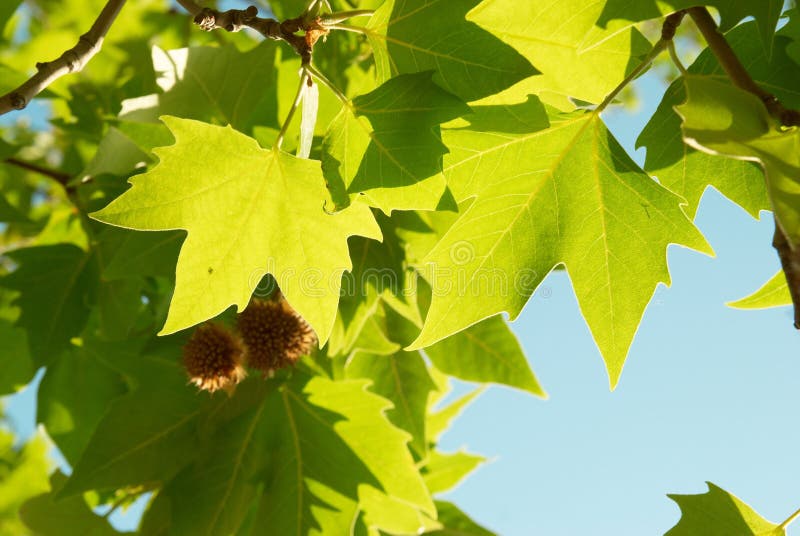 Green Maple Leaves with Branch Stock Photo - Image of climate, closeup ...