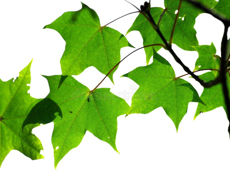 Green maple leaves stock photo. Image of closeup, jagged - 11433316
