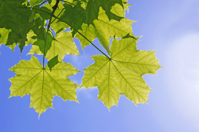 Green maple leaves stock image. Image of tree, summer - 19811977