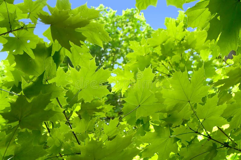 Green maple leaves stock image. Image of pattern, summer - 5021245