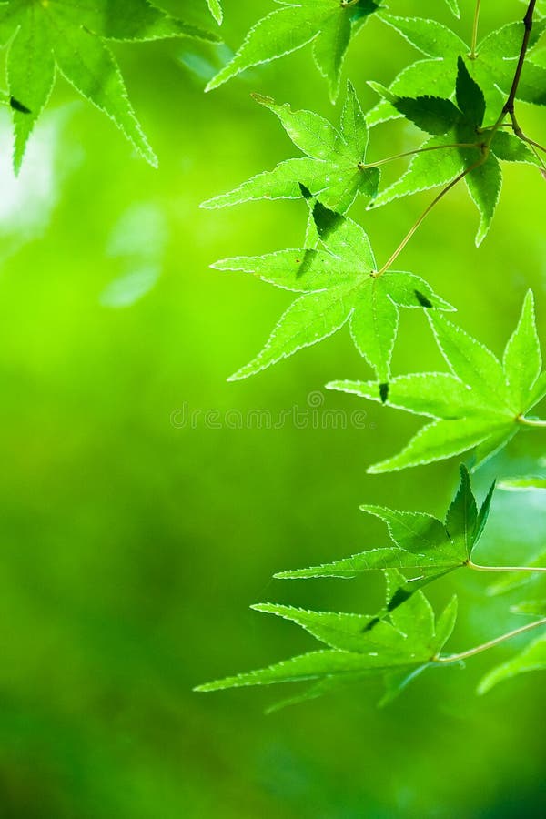 Green maple leaf stock image. Image of background, isolated - 189713 Green maple leaf stock image. Image of background, isolated - 189713