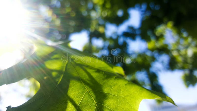 137 Built House Maple Leaves Stock Photos - Free & Royalty-Free Stock ...