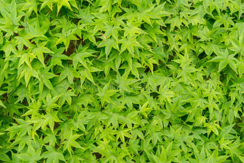 Green Maple Leaves Background Pattern. Stock Image - Image of summer ...