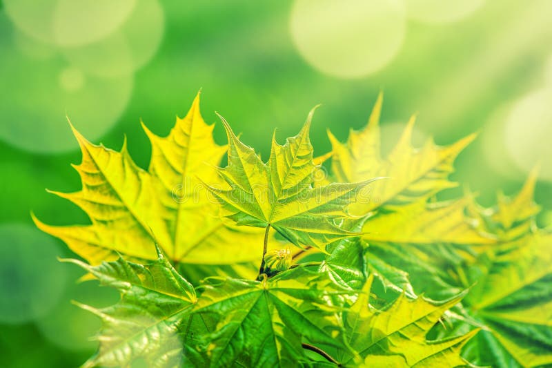 Green Maple Leaves Background Stock Photo - Image of beautiful, spring ...