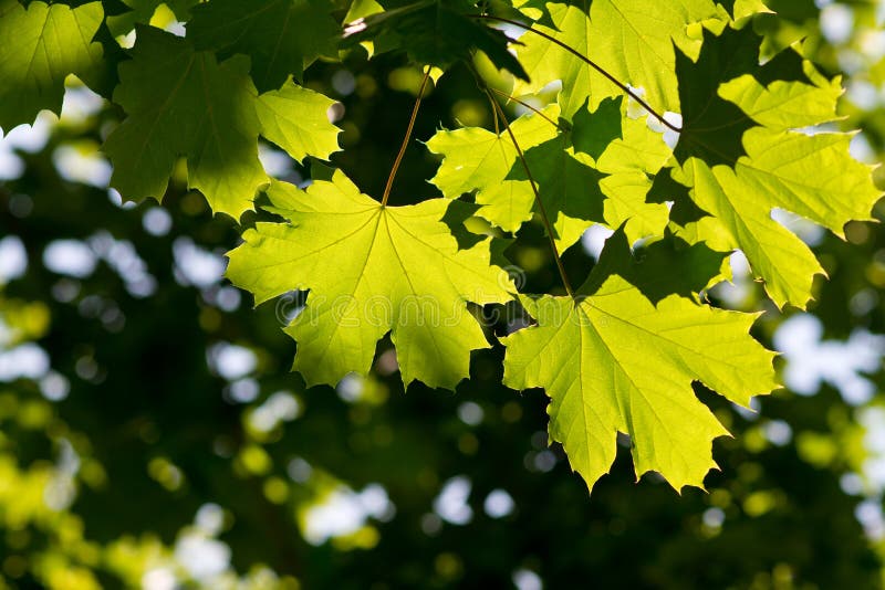 Green Maple Leaves with Blurred Background Stock Photo - Image of green ...