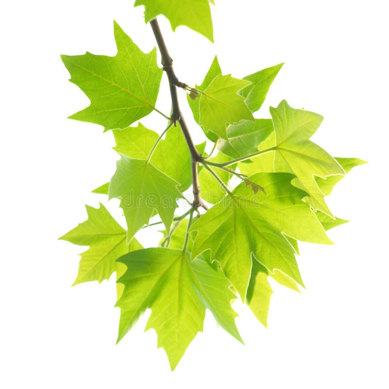 Green Maple Leaves with Branch Stock Photo - Image of climate, closeup ...