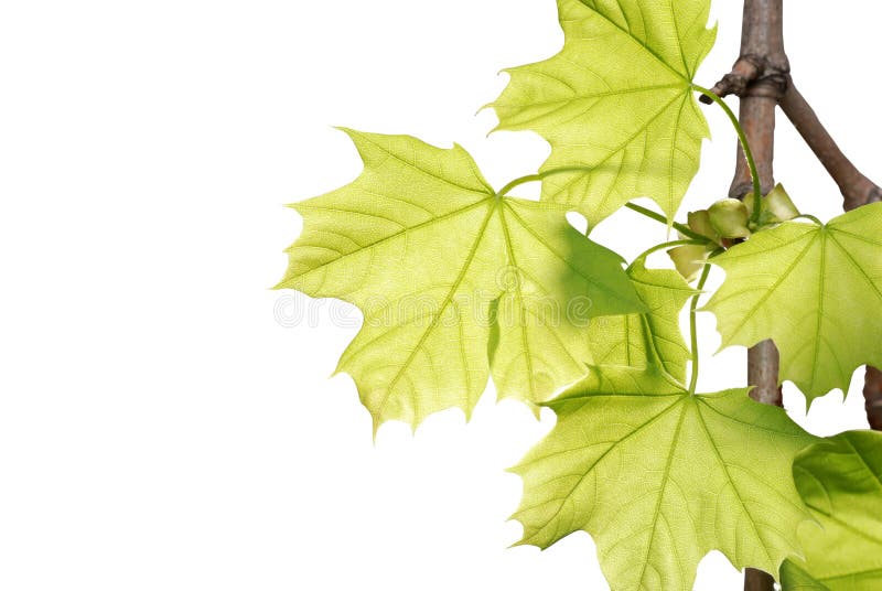 Green Maple Leaves on a Branch Isolated Stock Photo - Image of change ...