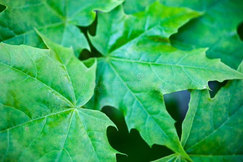 Green maple leaves stock photo. Image of maple, macro - 69220760