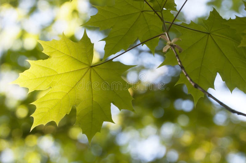Green maple leaves stock image. Image of green, leaf - 40658191