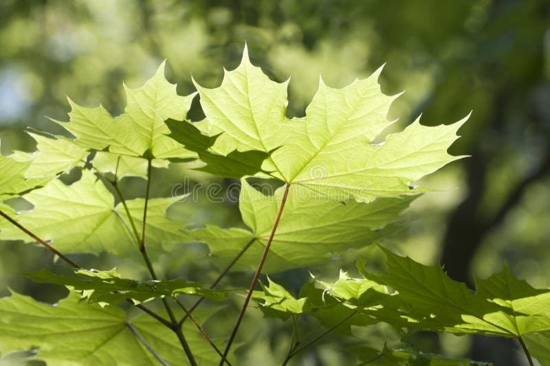Green maple leaves stock image. Image of focus, environment - 40784503