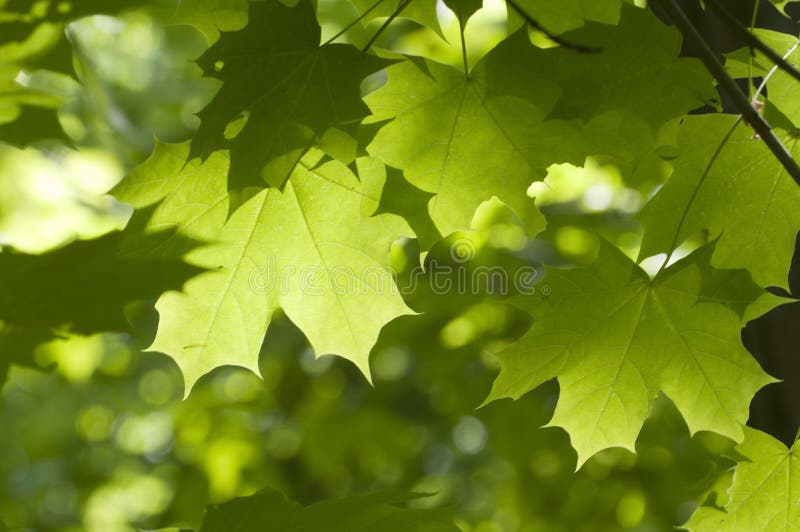 Green maple leaves stock image. Image of sunlight, beauty - 40858653