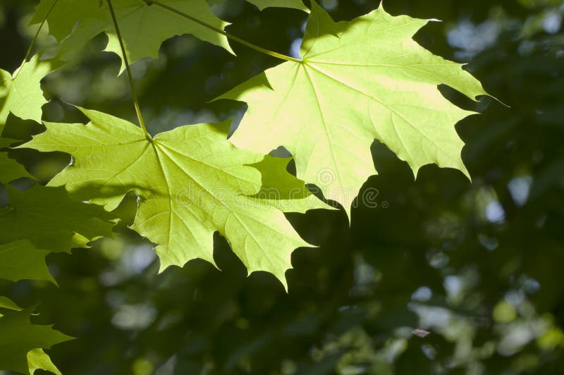 Green maple leaves stock photo. Image of leaf, beauty - 40879396