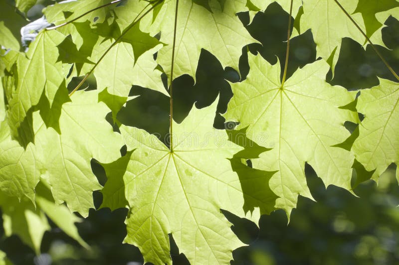 Green maple leaves stock image. Image of nature, leaf - 40879401