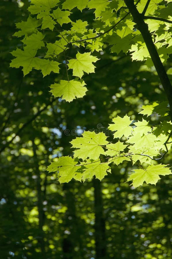 Green Maple Leaves in a Clear Sunlight Stock Image - Image of forest ...