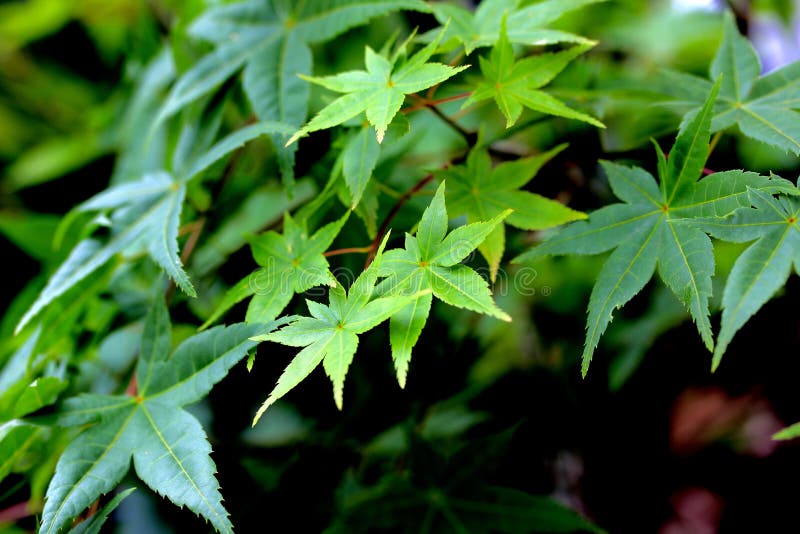 Green Maple Leaves stock photo. Image of small, green - 62121794