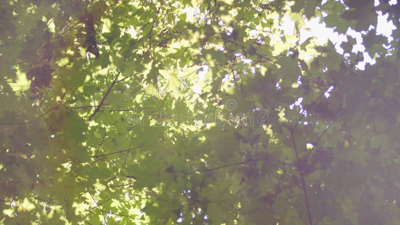 Green Maple Leaves Flutter in the Wind. Green Leaves on Tree Branch ...
