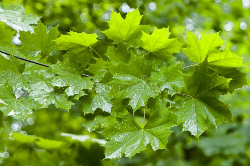 Green maple leaves stock image. Image of natural, environment - 171192693