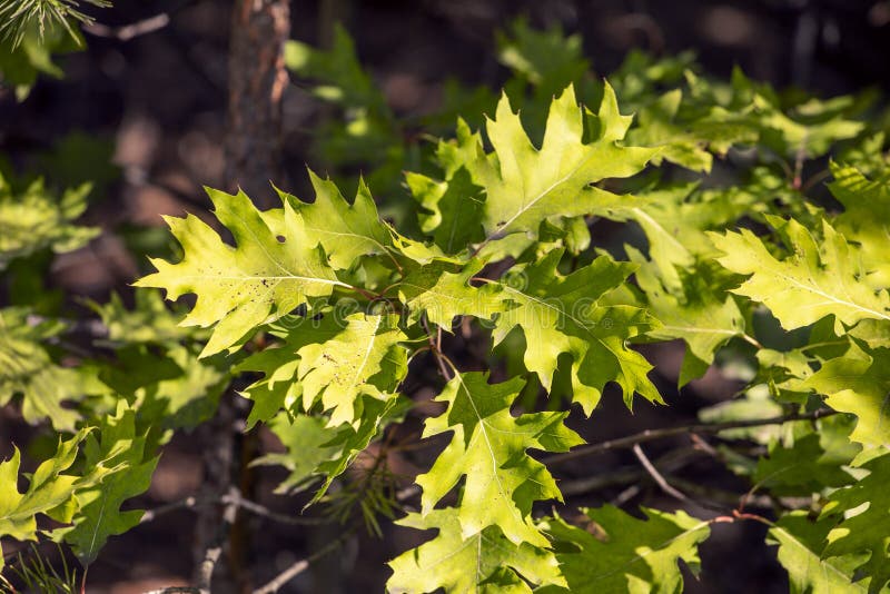 Green Maple Leaves in the Forest, Horizontal Format Stock Image - Image ...