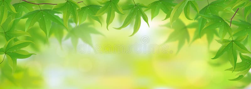 Green maple leaves stock vector. Illustration of environment - 51545700