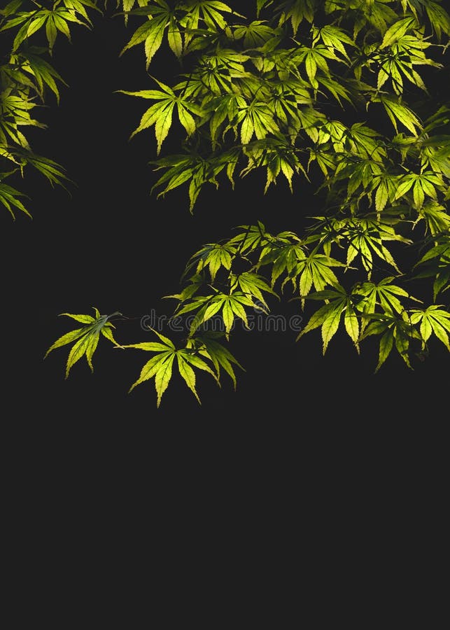 Green Maple Leaves with a Black Background Stock Image - Image of ...