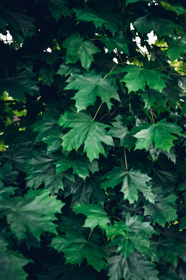 Green Maple Leaves. Macro Shooting. Background. Wallpaper Stock Photo ...