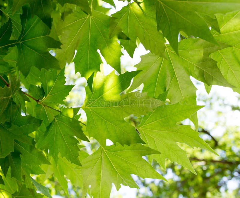 Green Maple Leaves on Nature Stock Image - Image of season, sunny ...