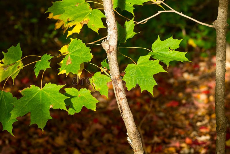 Green maple leaves stock image. Image of backdrop, plant - 79379615