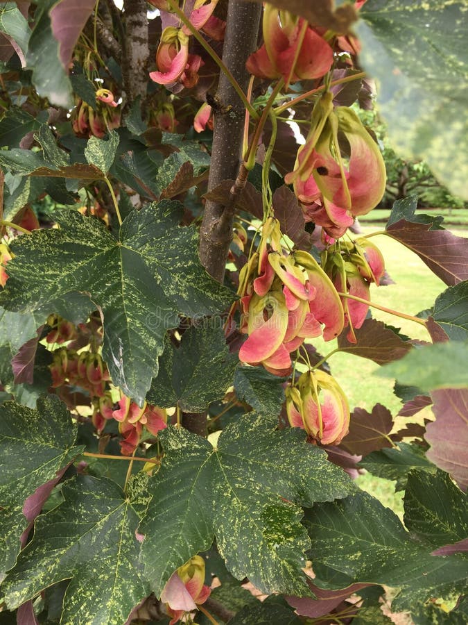 Green Maple Leaves with Pink Seeds Stock Image - Image of green, dark ...