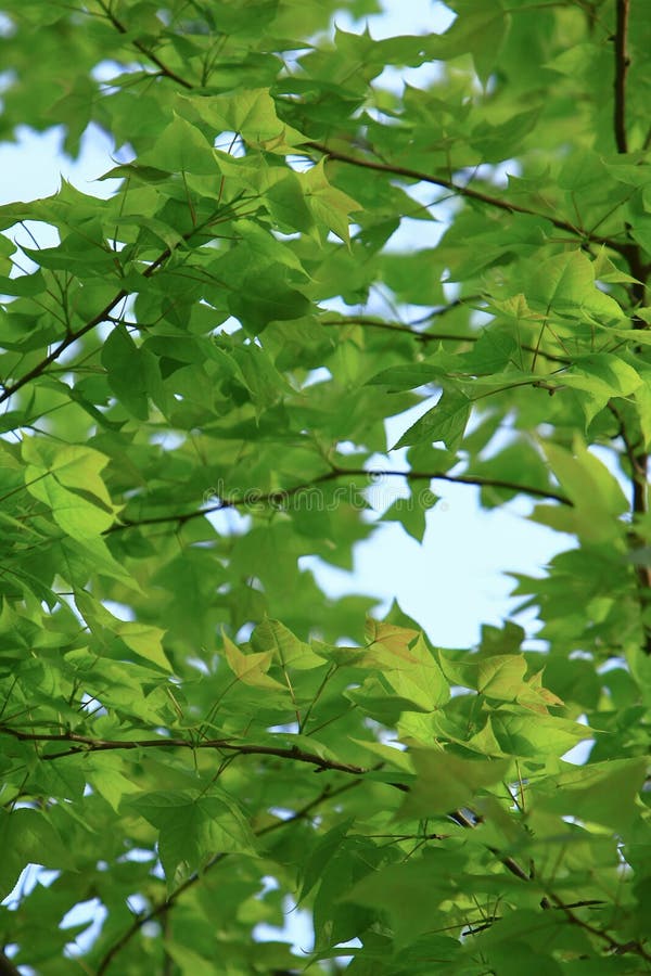 Green Maple Leaves at Summer with Nature Stock Image - Image of ...