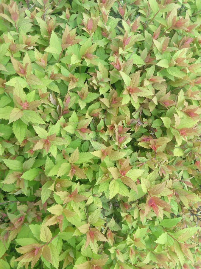 Green Maple Leaves Sunlight Background Stock Photo - Image of spring ...
