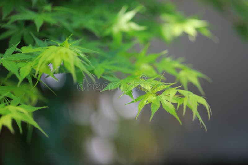 Green maple leaves stock photo. Image of foliage, background - 116443228