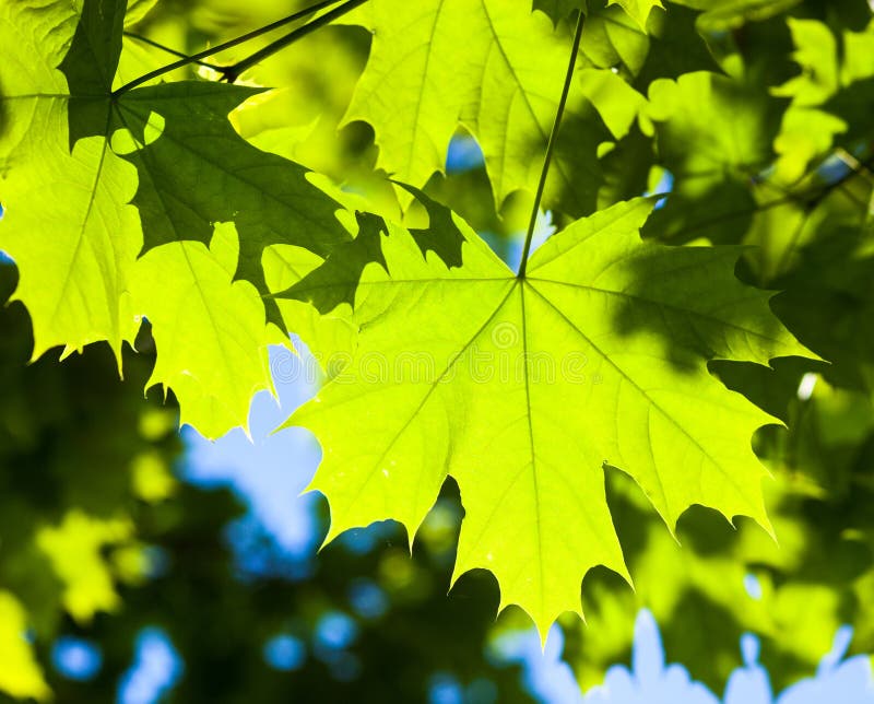 Green Maple Leaves in the Sunshine Stock Image - Image of fresh, maple ...