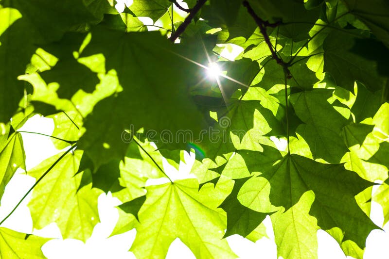 Green Maple Leaves in the Sunshine Stock Image - Image of colorful ...