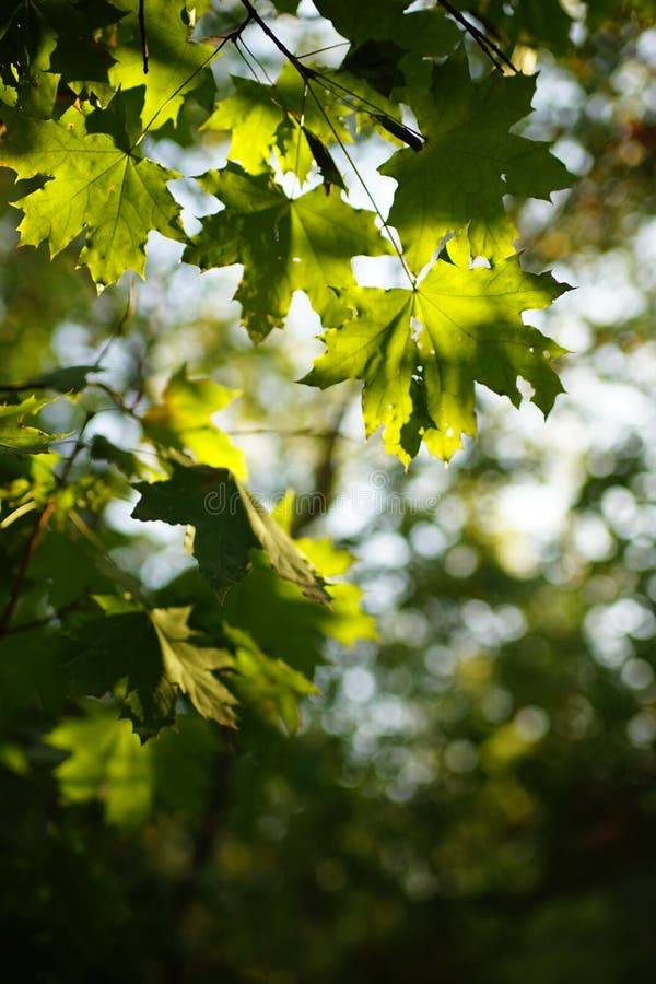 Green Maple Leaves on the Tree in Autumn Forest Stock Photo - Image of ...