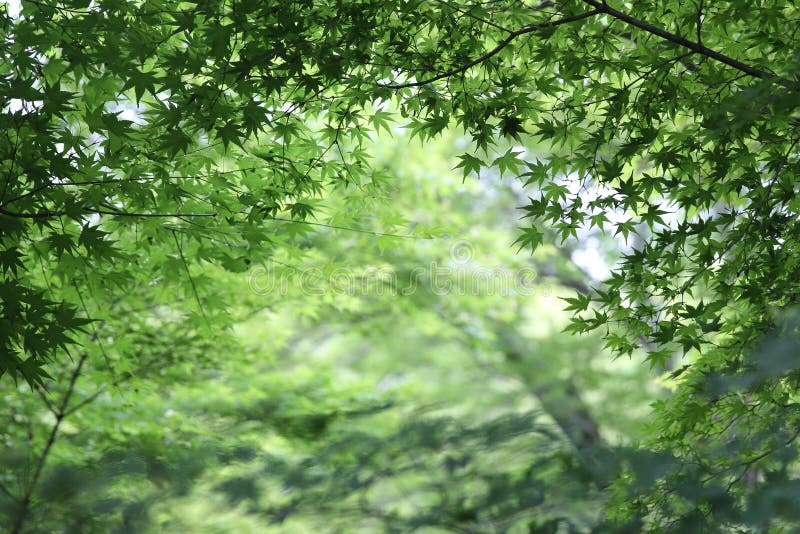 Green Maple Leaves , Maple Tree Background in Japan Stock Image - Image ...