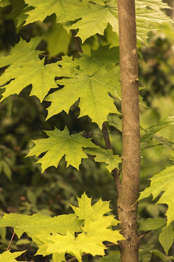 Green Maple Leaves on a Tree. Stock Photo - Image of foliage, group ...
