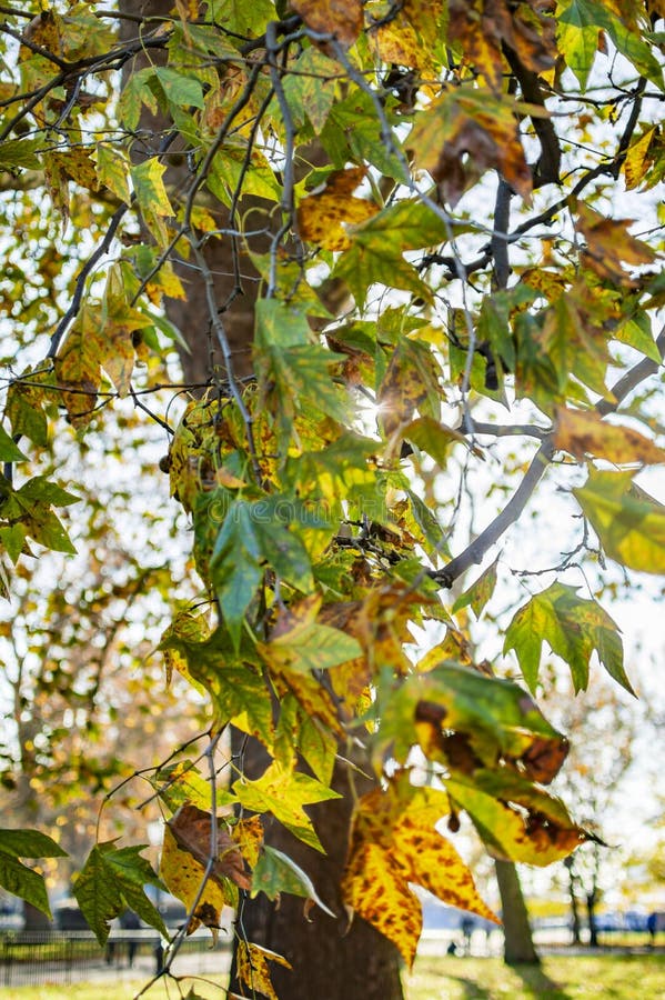 Green Maple Leaves on the Tree Inside the Hyde Park Stock Image - Image ...