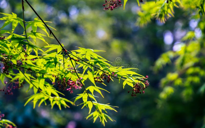 Green Maple Leaves on the Tree Stock Photo - Image of bough, twig ...