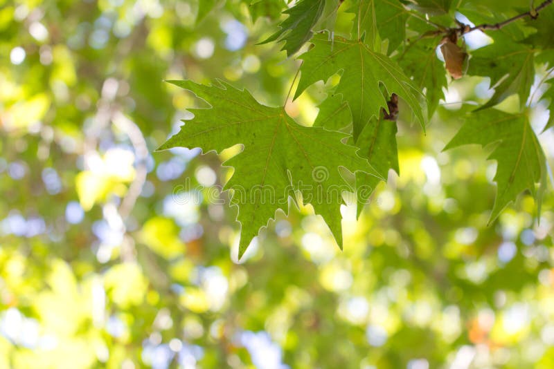 Green Maple Leaves on a Tree Stock Photo - Image of natural, color ...