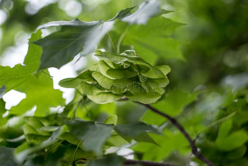 Green Maple Seeds on the Tree Stock Photo - Image of fresh, field ...