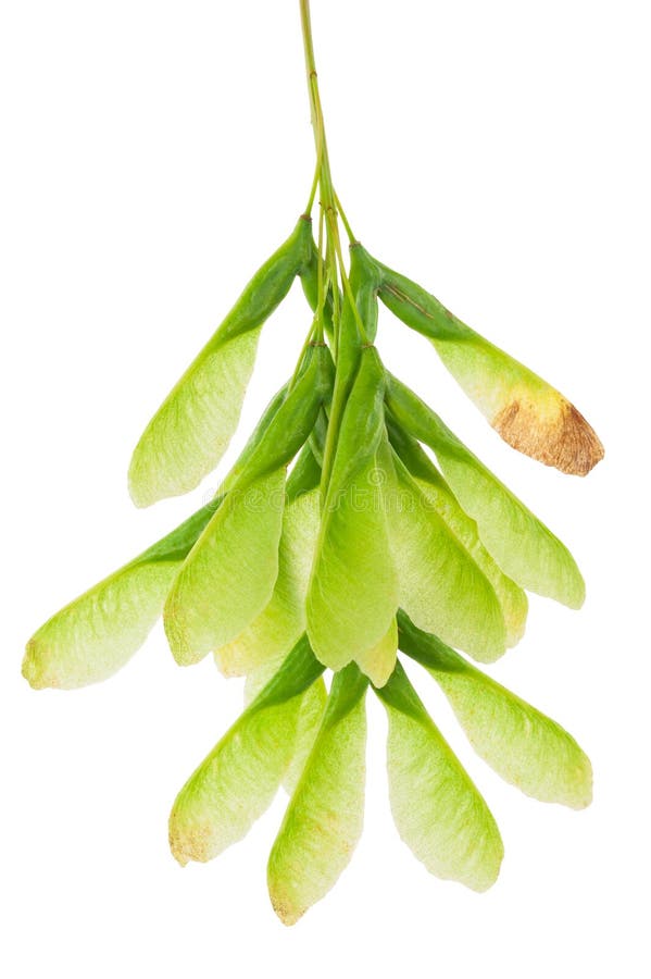 Green maple seeds stock image. Image of design, flora - 81522211