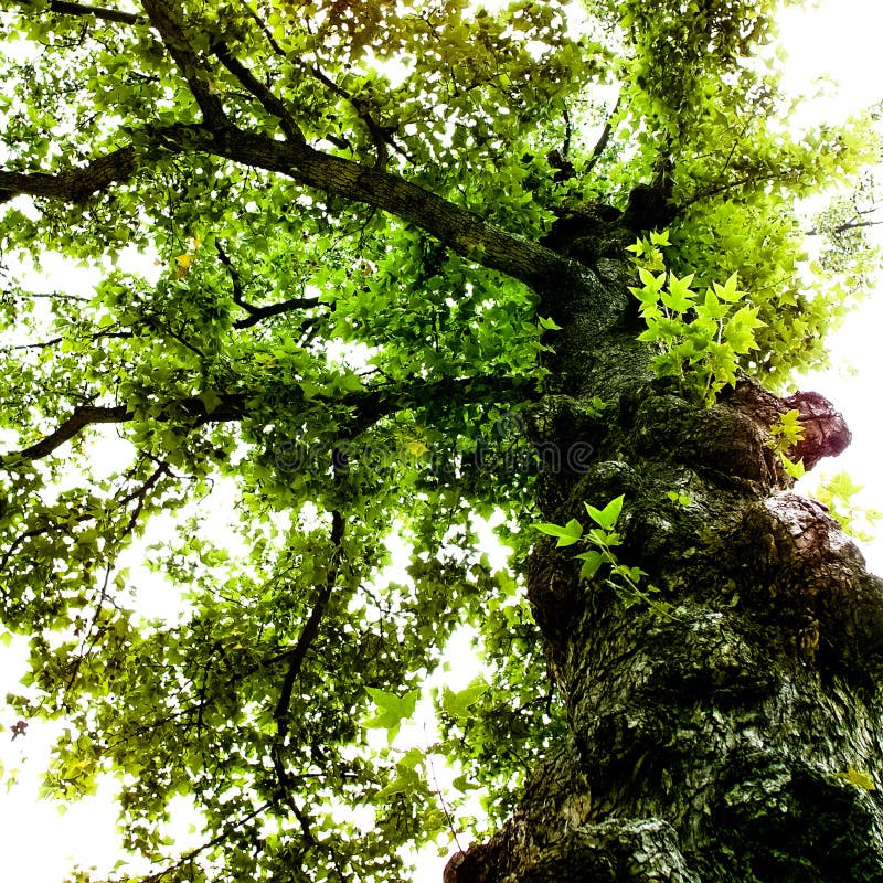 Green maple tree stock image. Image of shine, asia, park - 12785083